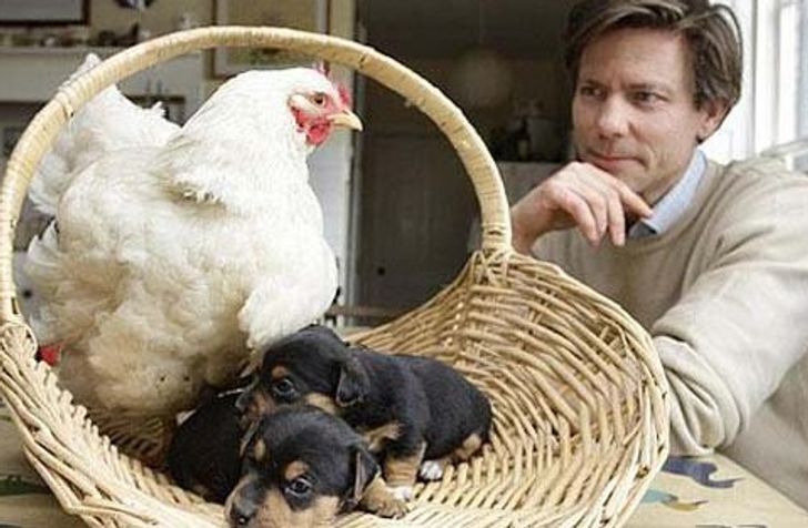 30 Mother hens who embraced their “odd” babies with a warm place to rest