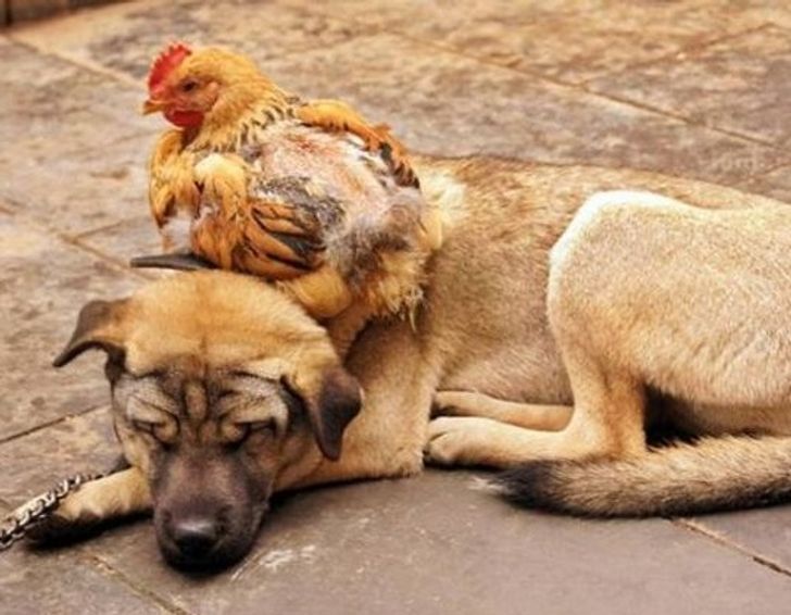 30 Mother hens who embraced their “odd” babies with a warm place to rest