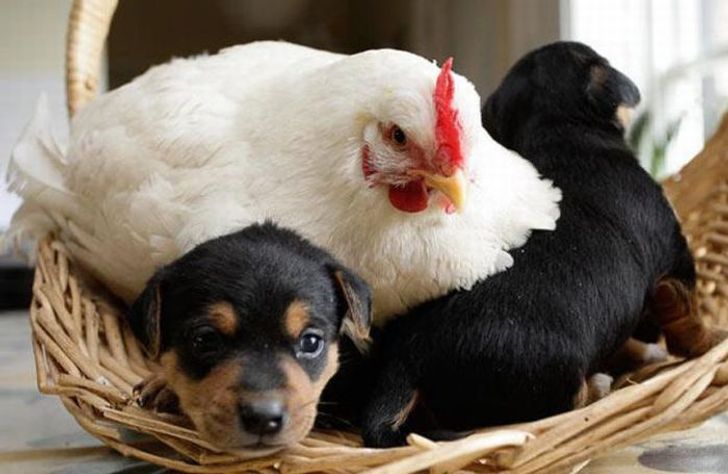 30 Mother hens who embraced their “odd” babies with a warm place to rest