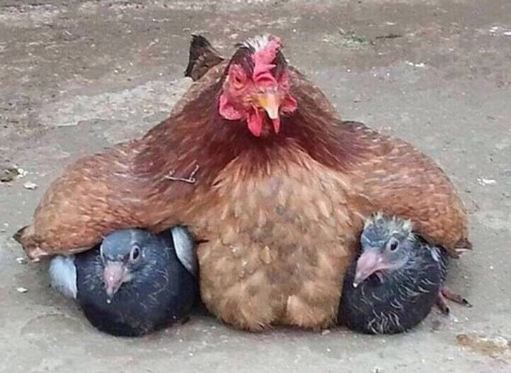 30 Mother hens who embraced their “odd” babies with a warm place to rest