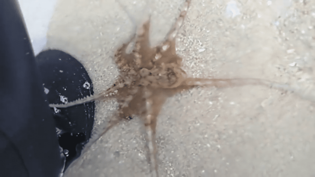Stranded octopus gets help from a man it doesn’t know, thanks him the ...