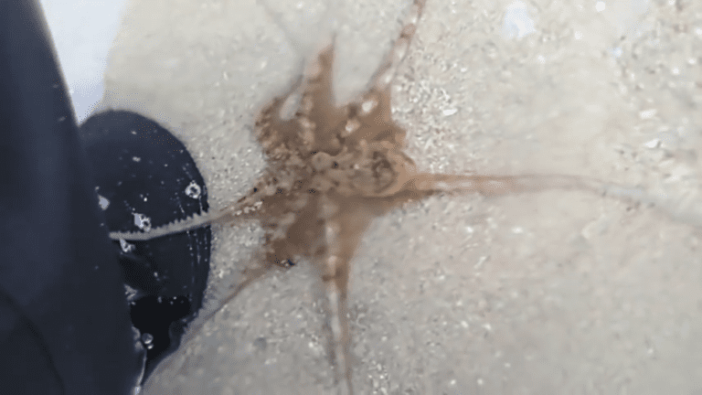 Stranded octopus gets help from a man it doesn’t know, thanks him the ...