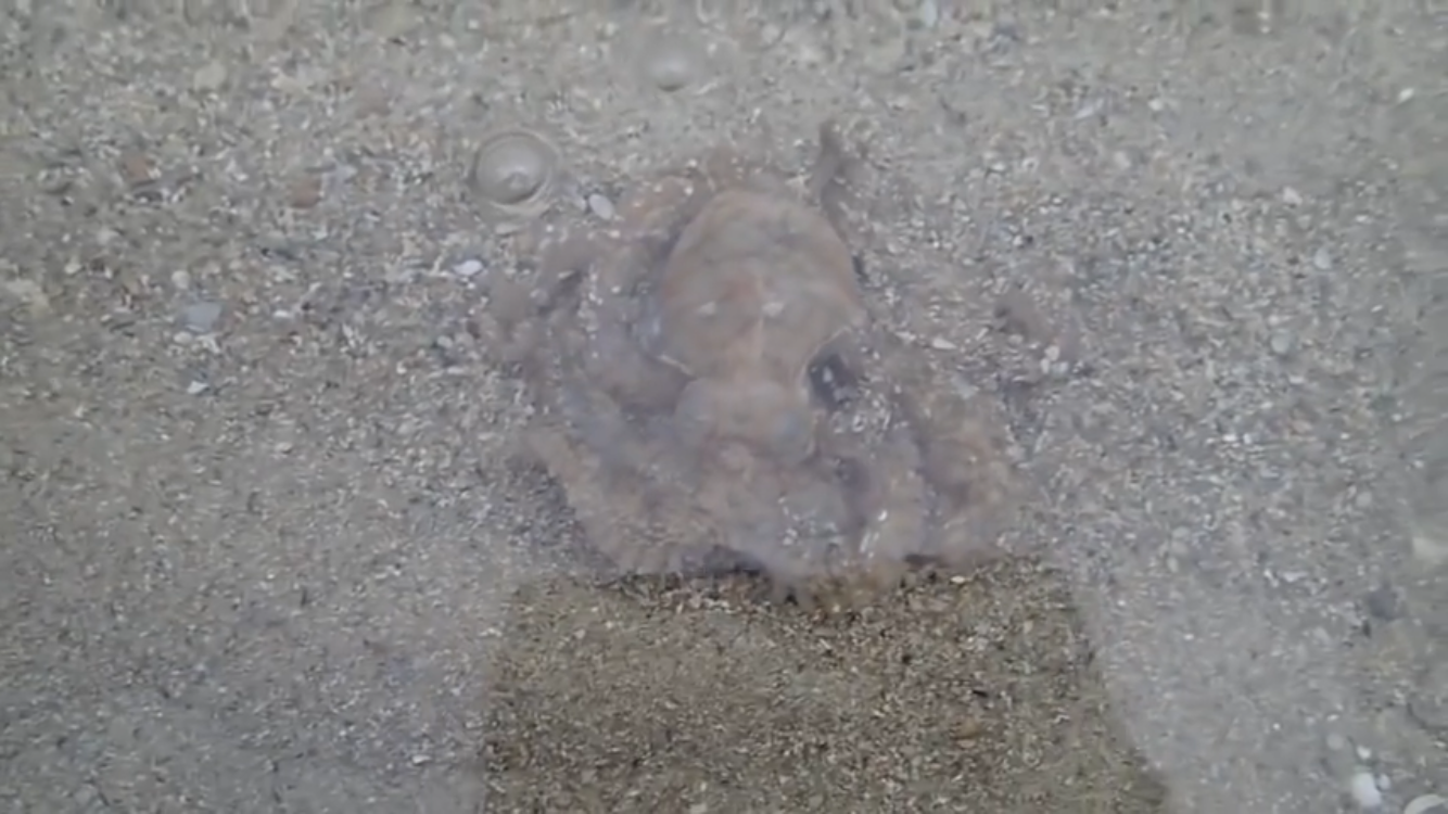 Stranded octopus gets help from a man it doesn’t know, thanks him the ...