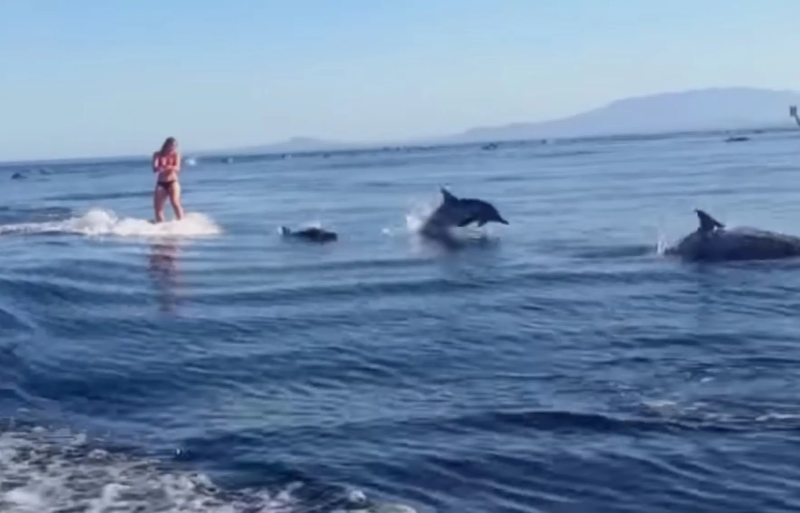 Lucky wakeboarder gets to race a playful pod of dolphins