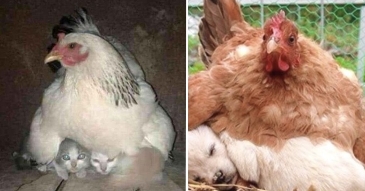 30 Mother hens who embraced their “odd” babies with a warm place to rest