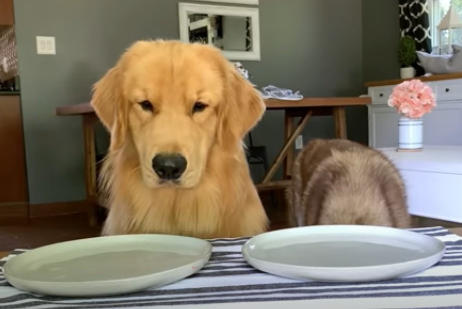 Golden retriever and husky do a hilarious taste test and over 5M have ...