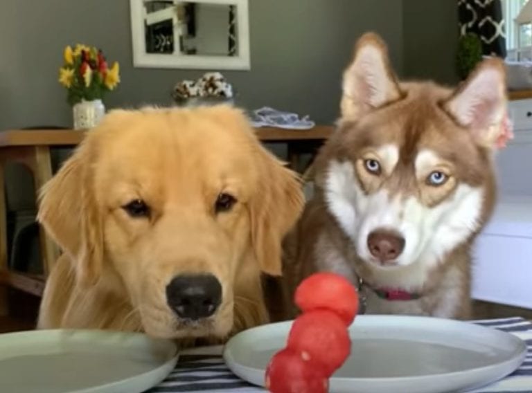 Golden retriever and husky do a hilarious taste test and over 5M have ...