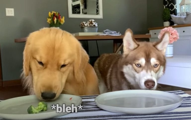 Golden retriever and husky do a hilarious taste test and over 5M have ...