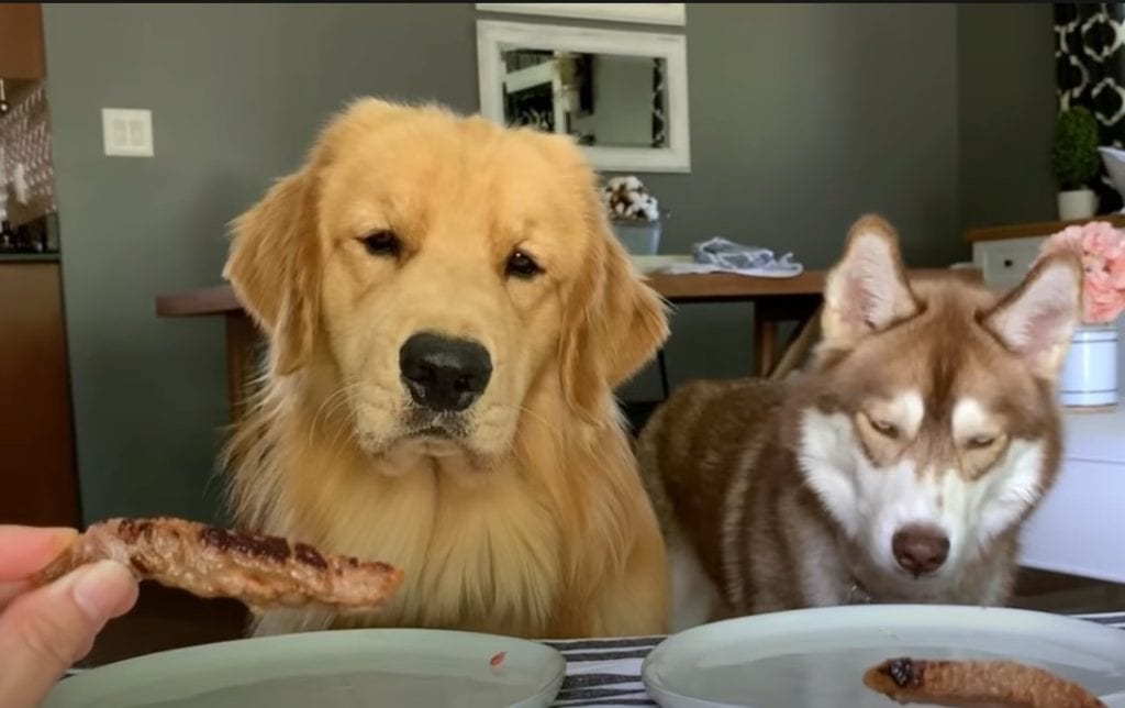 Golden retriever and husky do a hilarious taste test and over 5M have ...