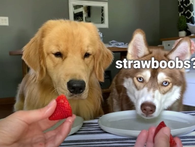 Golden retriever and husky do a hilarious taste test and over 5M have ...