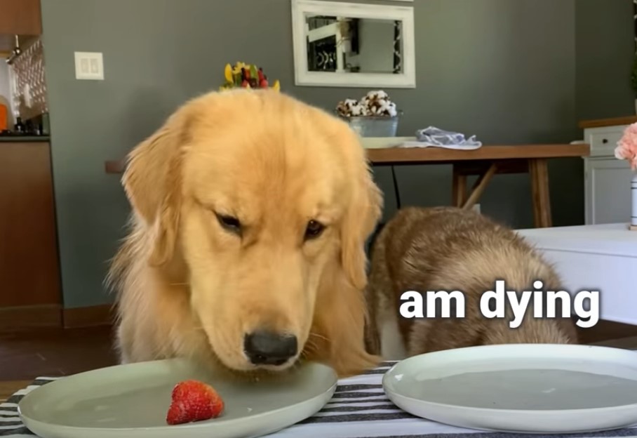 Golden retriever and husky do a hilarious taste test and over 5M have ...