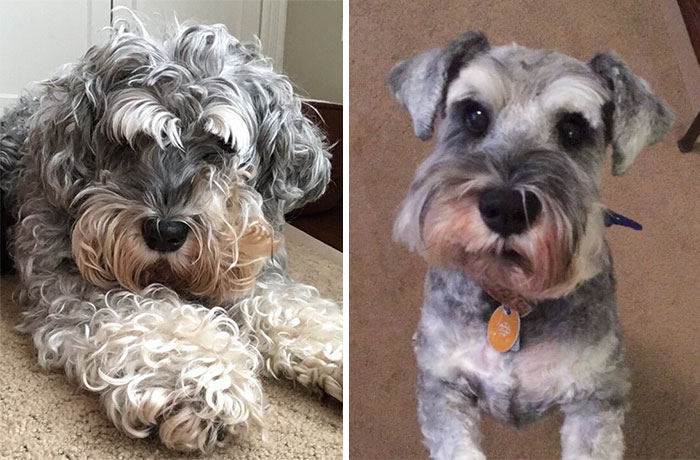 35+ very hairy dogs before and after getting a haircut