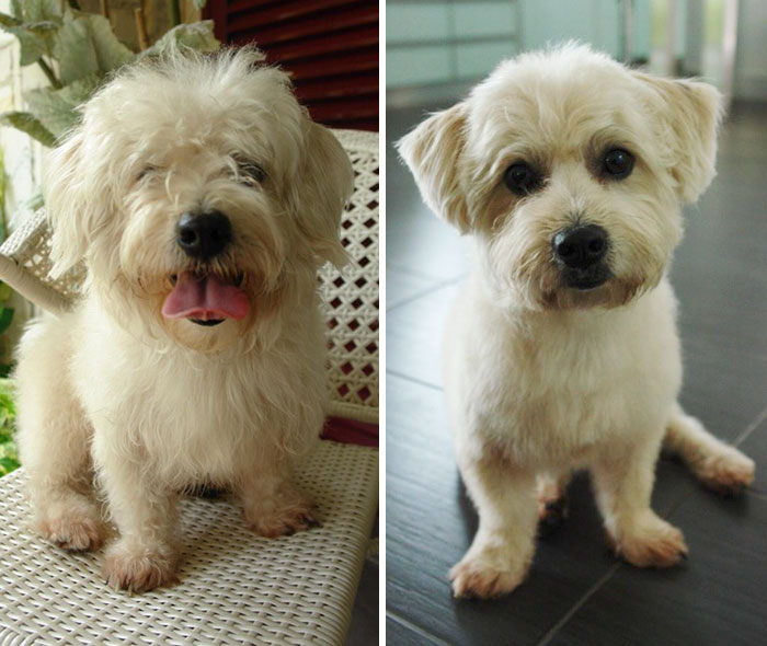 35+ very hairy dogs before and after getting a haircut