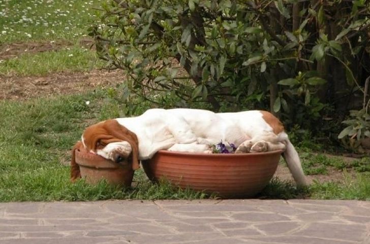 50 Chill Animals Who’ve Mastered The Art Of Relaxation