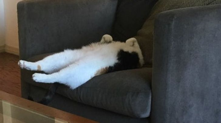 50 Chill Animals Who’ve Mastered The Art Of Relaxation