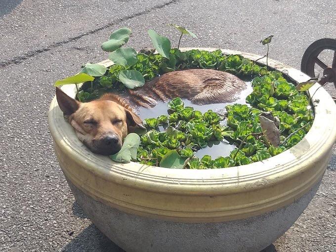 50 Chill Animals Who’ve Mastered The Art Of Relaxation