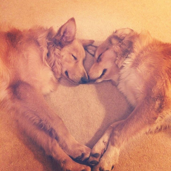 50 Chill Animals Who’ve Mastered The Art Of Relaxation