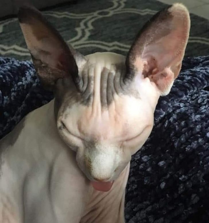 50 Chill Animals Who’ve Mastered The Art Of Relaxation