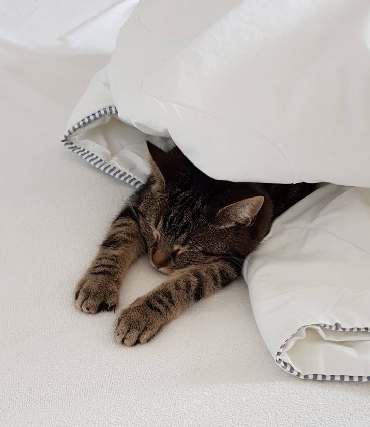 50 Chill Animals Who’ve Mastered The Art Of Relaxation