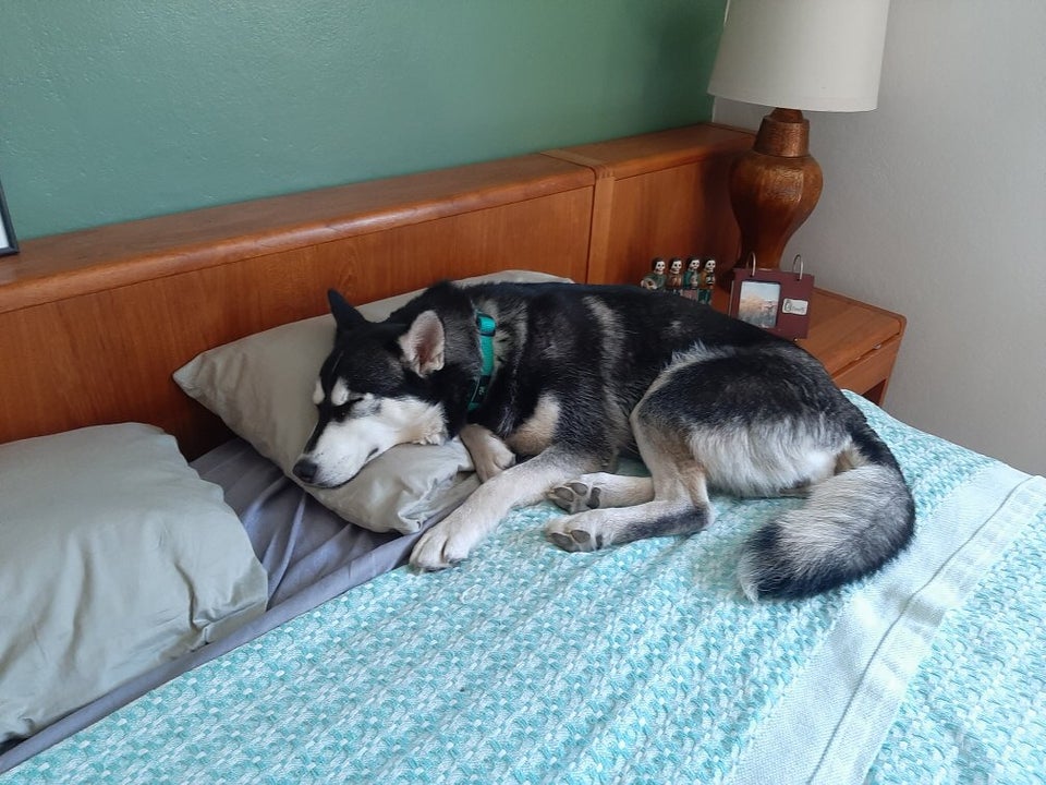 50 Chill Animals Who’ve Mastered The Art Of Relaxation