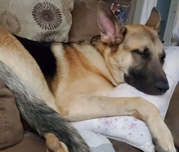 50 Chill Animals Who’ve Mastered The Art Of Relaxation