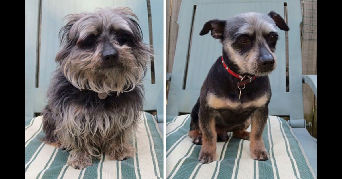 35+ very hairy dogs before and after getting a haircut