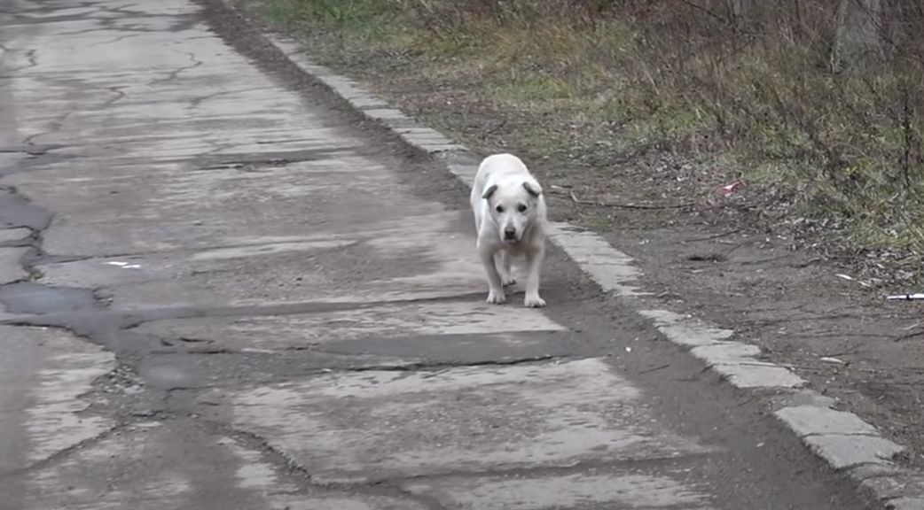 Terrified dog with broken heart rescued after owner says he doesn’t ...