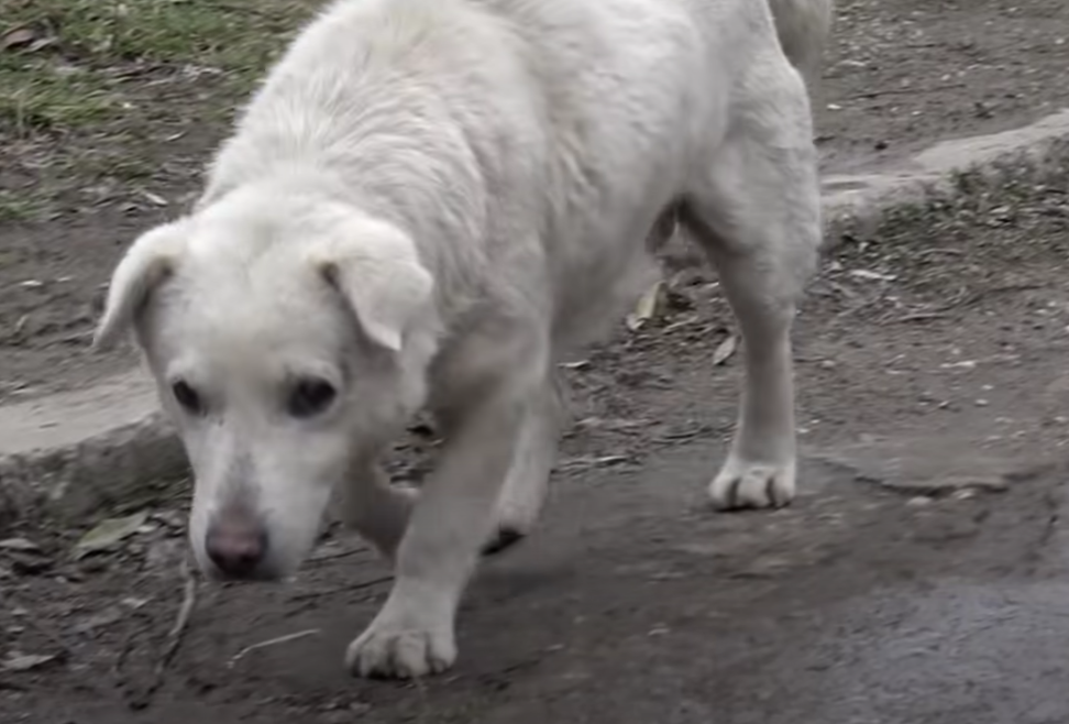 Terrified dog with broken heart rescued after owner says he doesn’t ...