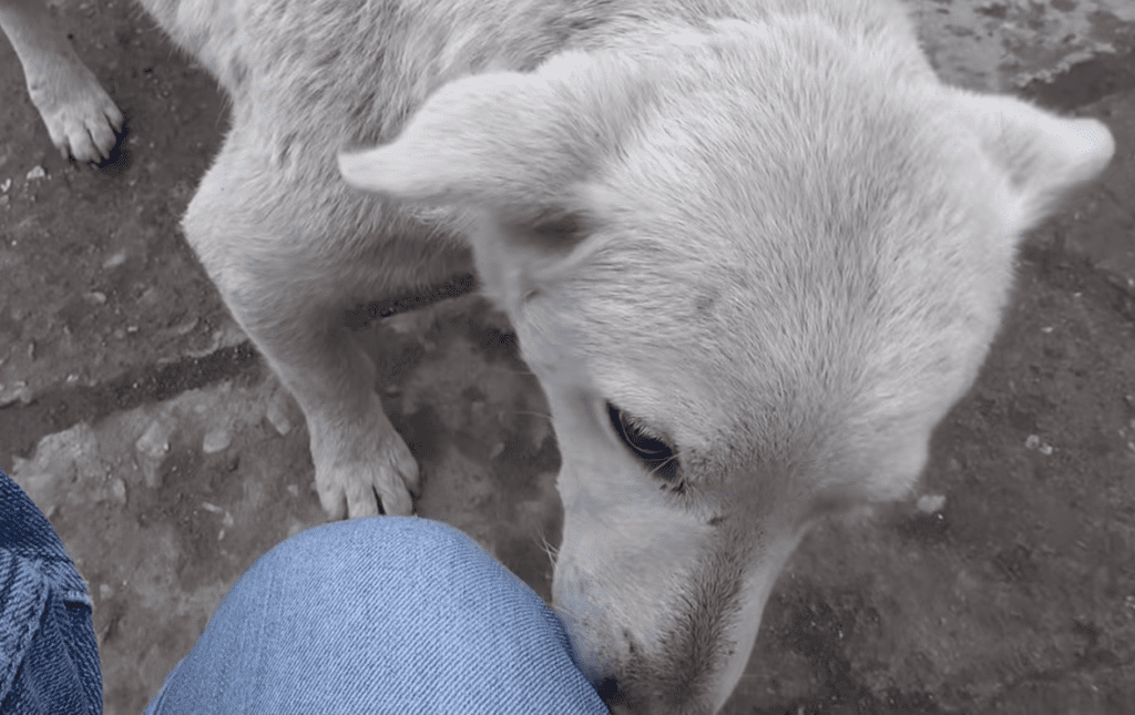 Terrified dog with broken heart rescued after owner says he doesn’t ...