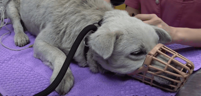 Terrified dog with broken heart rescued after owner says he doesn’t ...