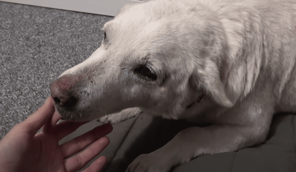 Terrified dog with broken heart rescued after owner says he doesn’t ...