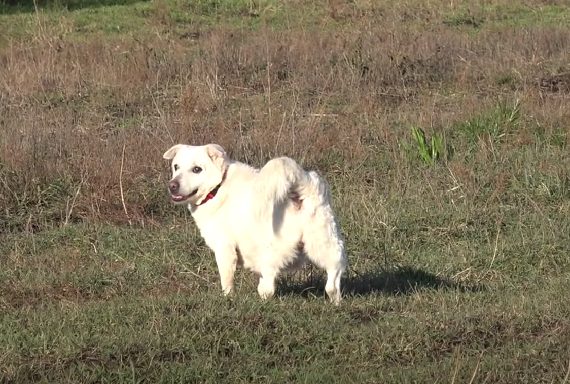 Terrified dog with broken heart rescued after owner says he doesn’t ...