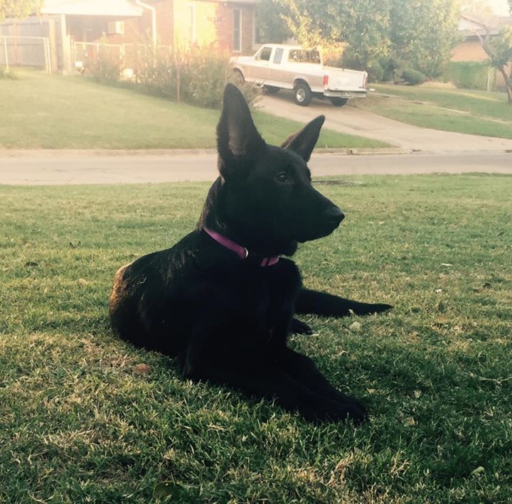 People are struggling to find the hidden dog in this viral photo