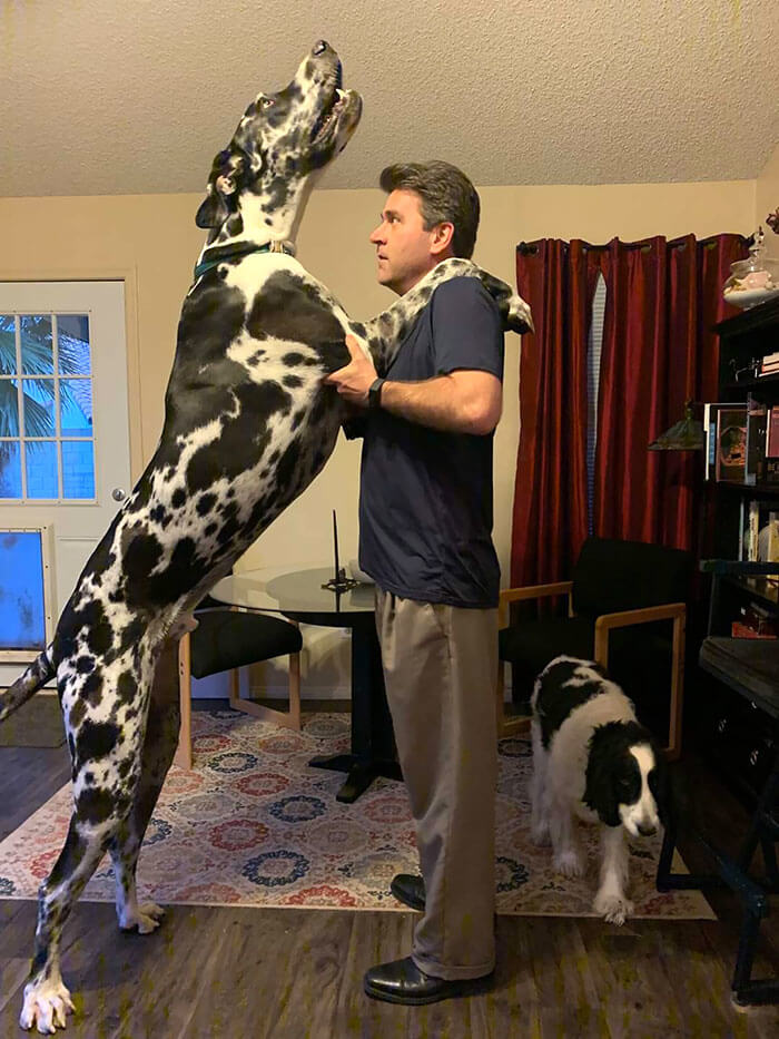 40+ animals that are actually way bigger than you think