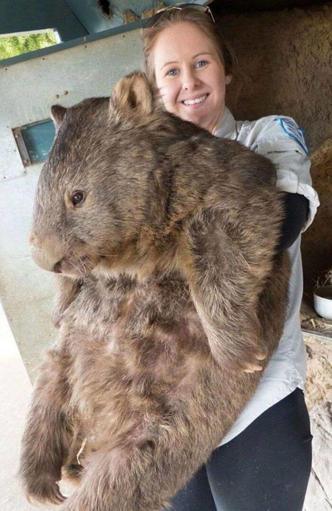 40+ animals that are actually way bigger than you think