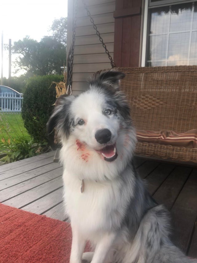 40 times pets almost gave their owners a heart attack