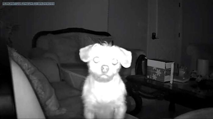 40 times pets almost gave their owners a heart attack