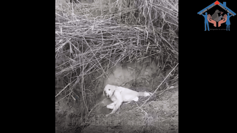 Senior dog abandoned and buried alive in the woods all alone