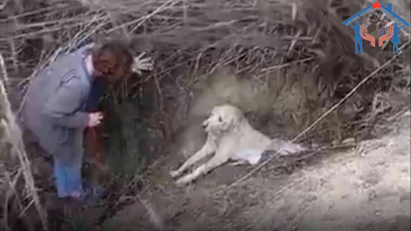 Senior dog abandoned and buried alive in the woods all alone