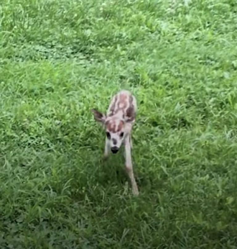 Rare Abandoned Baby Deer Asks Woman To Rescue Him