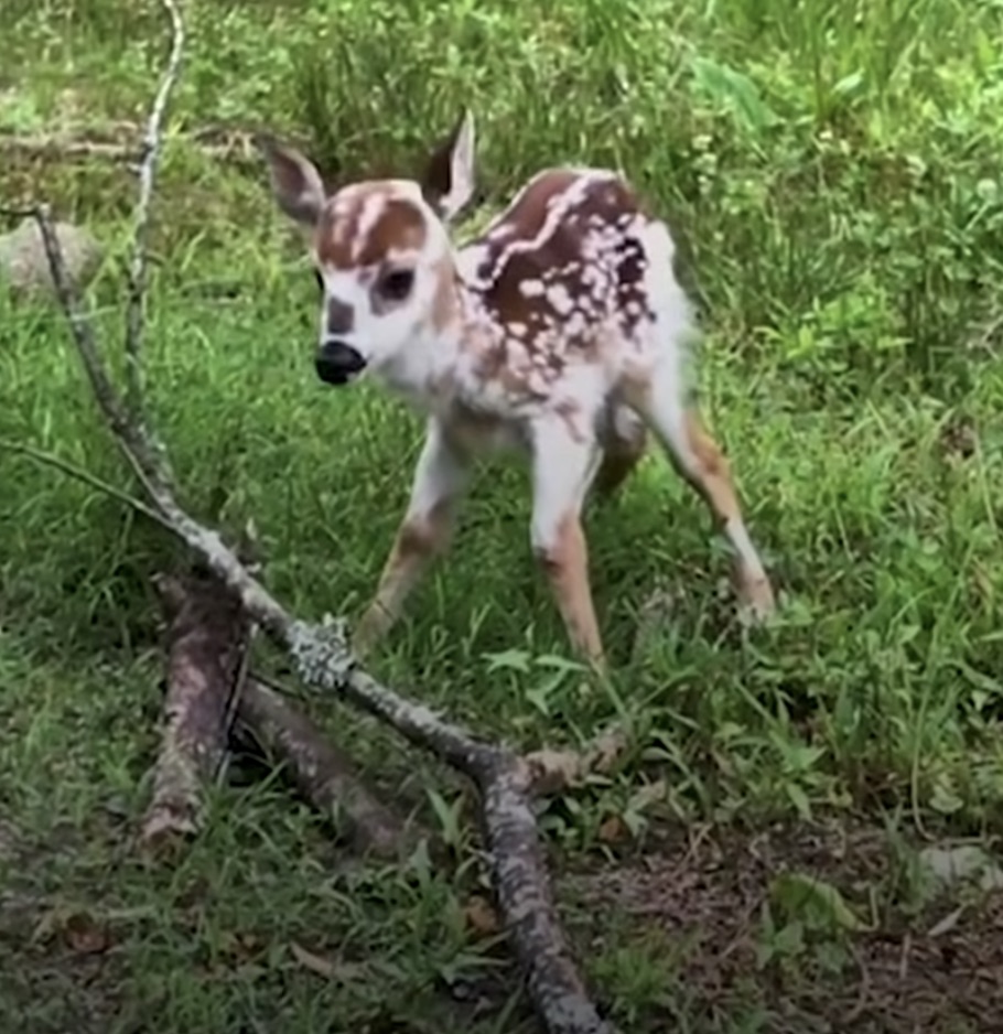 Rare Abandoned Baby Deer Asks Woman To Rescue Him