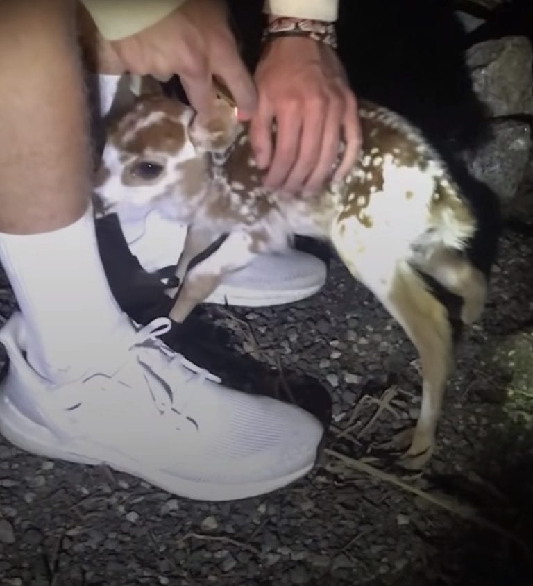Rare Abandoned Baby Deer Asks Woman To Rescue Him