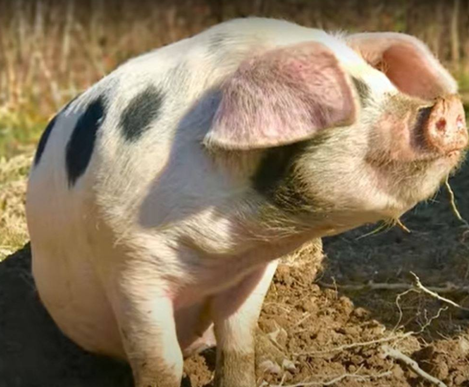Woman watching livestream of a pig 80 miles away saves its life