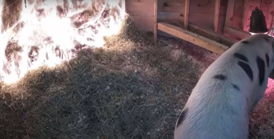 Woman watching livestream of a pig 80 miles away saves its life