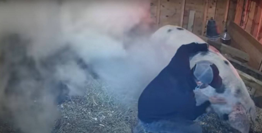 Woman watching livestream of a pig 80 miles away saves its life