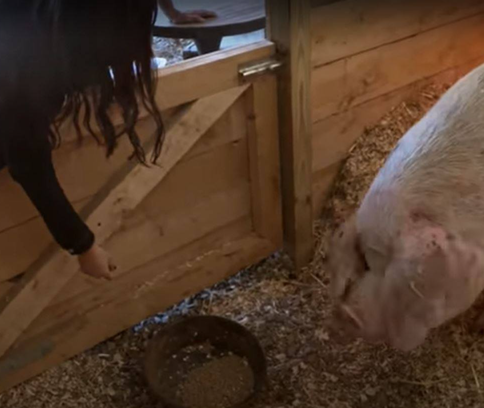 Woman watching livestream of a pig 80 miles away saves its life