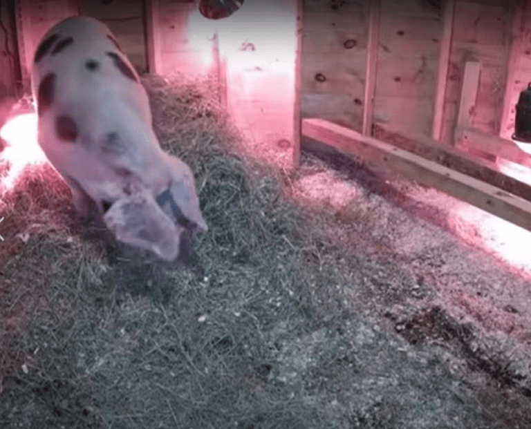 Woman watching livestream of a pig 80 miles away saves its life