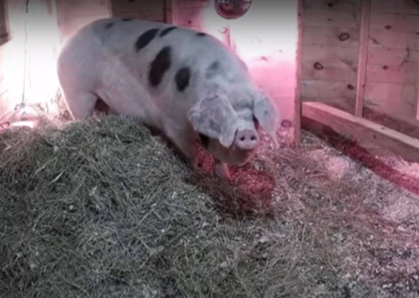 Woman watching livestream of a pig 80 miles away saves its life