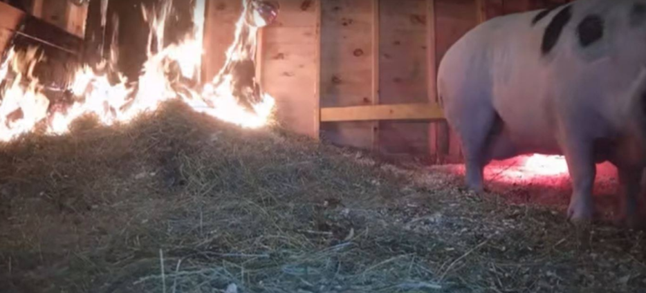 Woman watching livestream of a pig 80 miles away saves its life