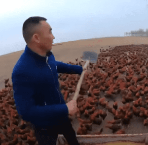 Man Becomes Internet Celebrity Raising 70,000 Chickens